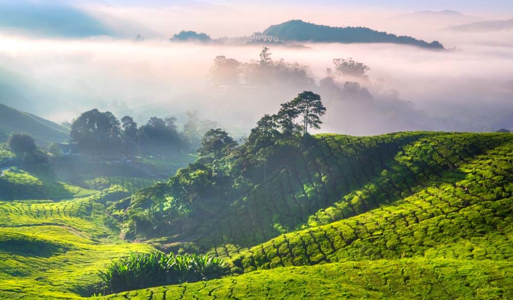 Malaysia - International Traveller